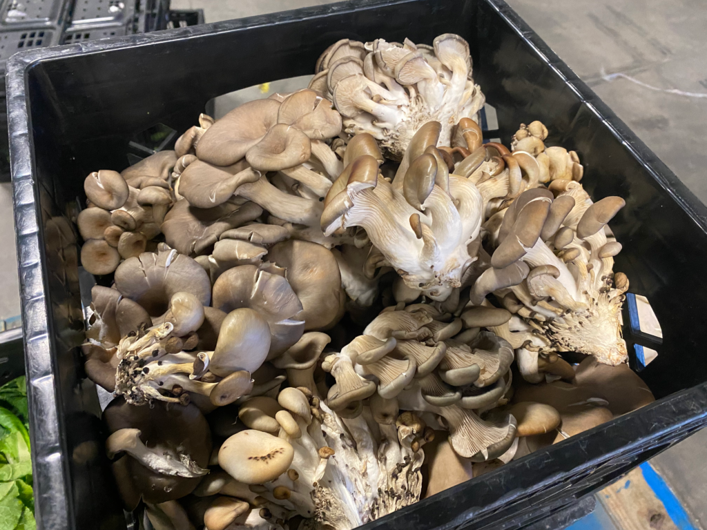 Fungi & Food, The Future of Sustainability - We Don't Waste